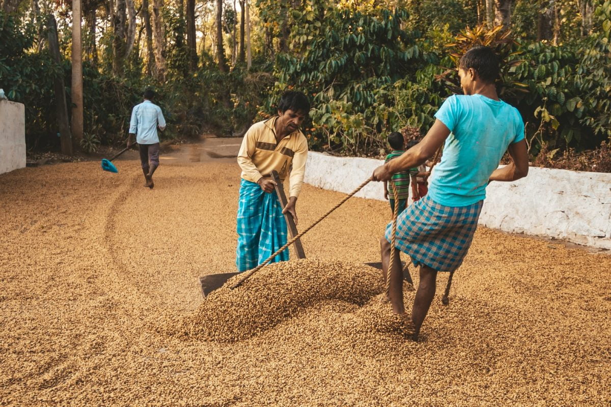 Vad betyder "ekologiskt kaffe" egentligen? - Kaffeexperterna